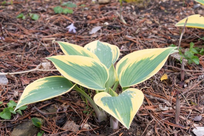 Hosta Nursery Managers Share Their 20 Favourite Varieties To Grow ...