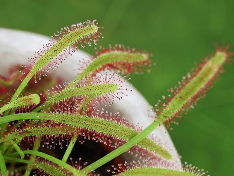 This Is How To Grow Sundews According To Experts Megan Webb And Nigel ...