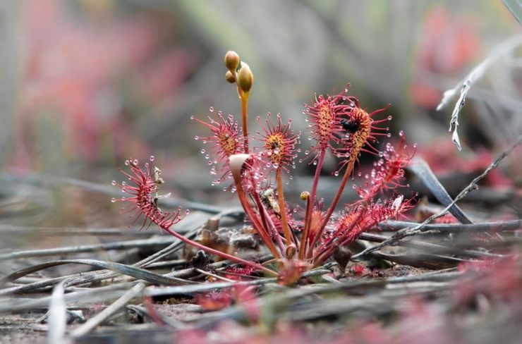 This Is How To Grow Sundews According To Experts Megan Webb And Nigel ...