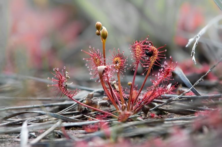 This Is How To Grow Sundews According To Experts Megan Webb And Nigel ...