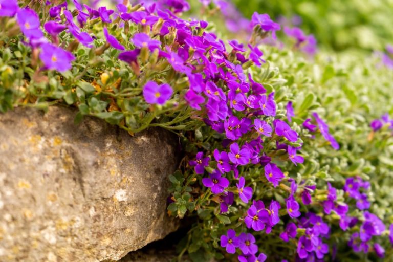 Growing Aubrieta - You Can Even Grow This Plant In A Hole In The Wall ...