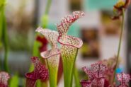 Megan Webb Shares How To Grow Trumpet Pitcher Plants: 'Sarracenia Like ...