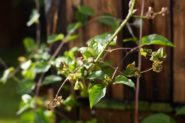 6 Issues That Often Arise When Growing Clematis, According To ...