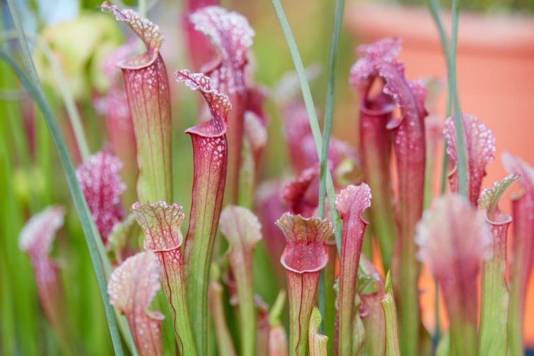 Megan Webb Shares How To Grow Trumpet Pitcher Plants: 'Sarracenia Like ...