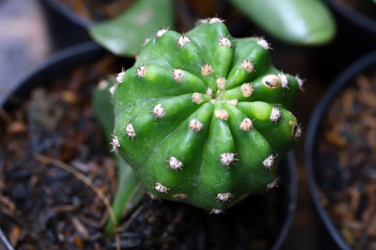 7 Common Cacti Problems And Solutions Shared By Nursery Growers ...