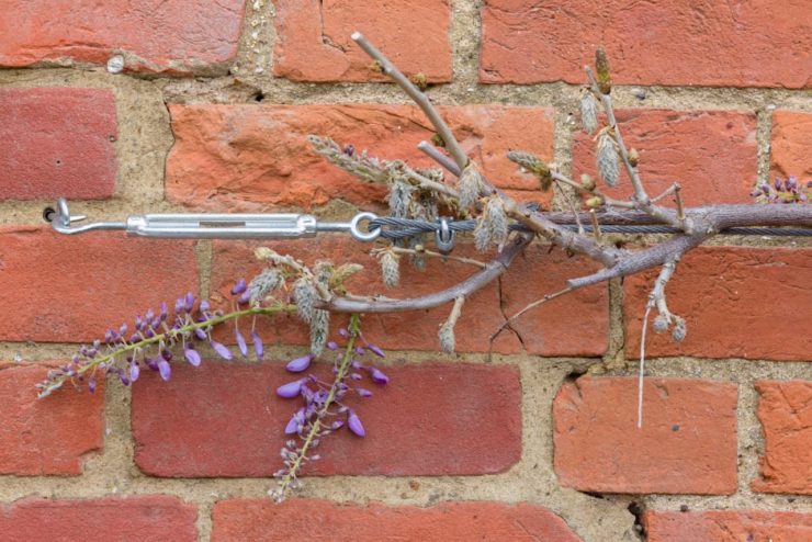 How To Train Wisteria Twice A Year: The Objective Is To Control Its ...