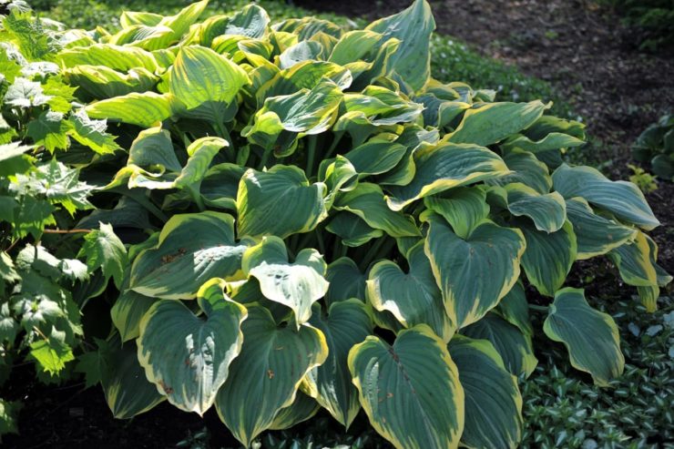 Hosta Nursery Managers Share Their 20 Favourite Varieties To Grow ...