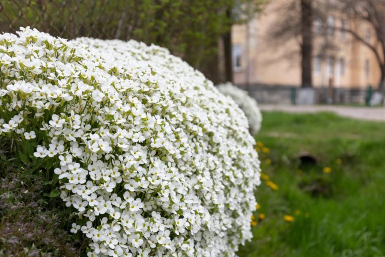 Growing Aubrieta - You Can Even Grow This Plant In A Hole In The Wall ...