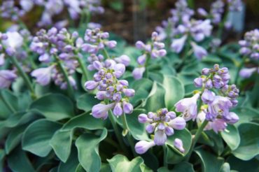 20 Expert-Chosen Hosta Varieties | Horticulture.co.uk