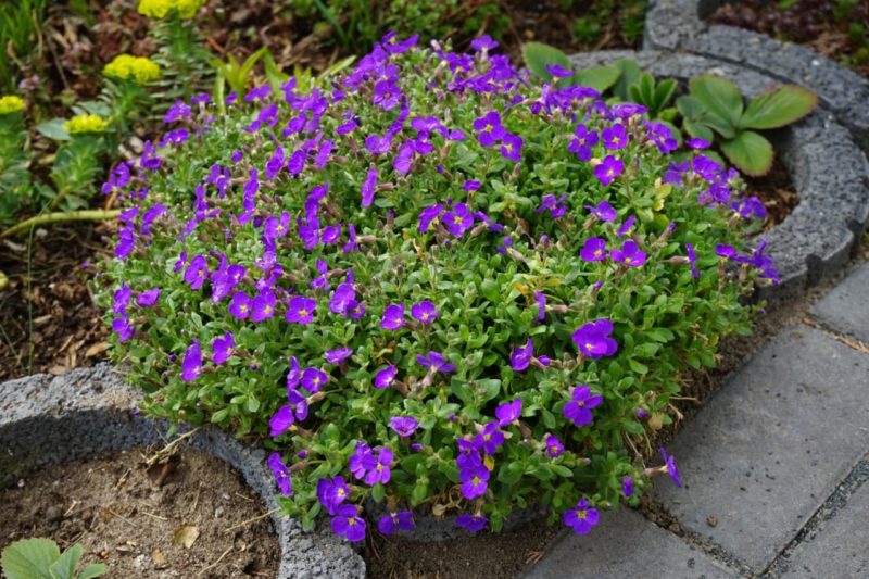 Growing Aubrieta - You Can Even Grow This Plant In A Hole In The Wall ...