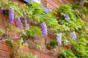 How To Train Wisteria Twice A Year: The Objective Is To Control Its ...