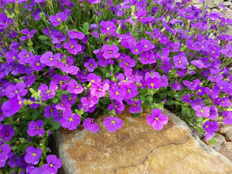 Growing Aubrieta - You Can Even Grow This Plant In A Hole In The Wall ...