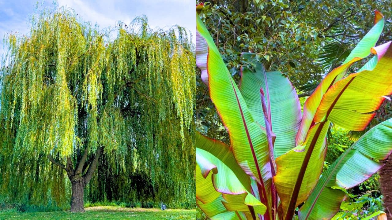 It's Not Always About Flowers - Here's 76 Leafy Plants For Every Garden ...