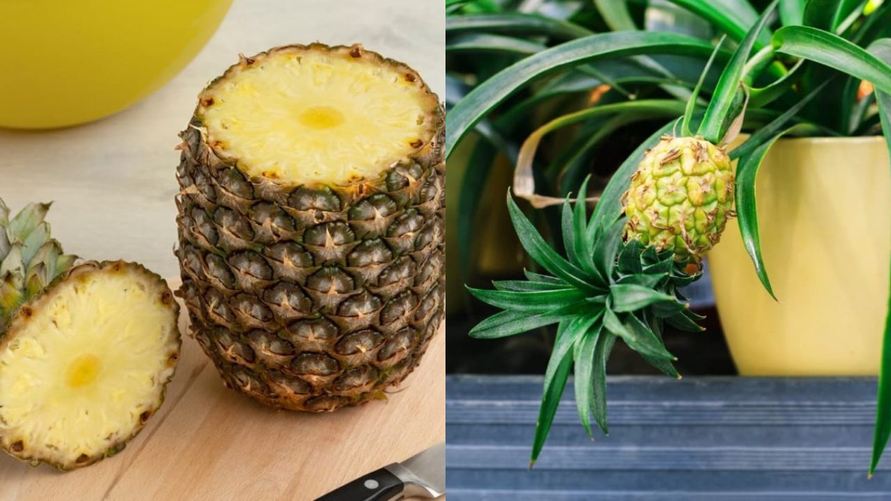 Planting Pineapple Tops - Why You'll Need 2-3 Years For This Long Term Challenge | Horticulture ...
