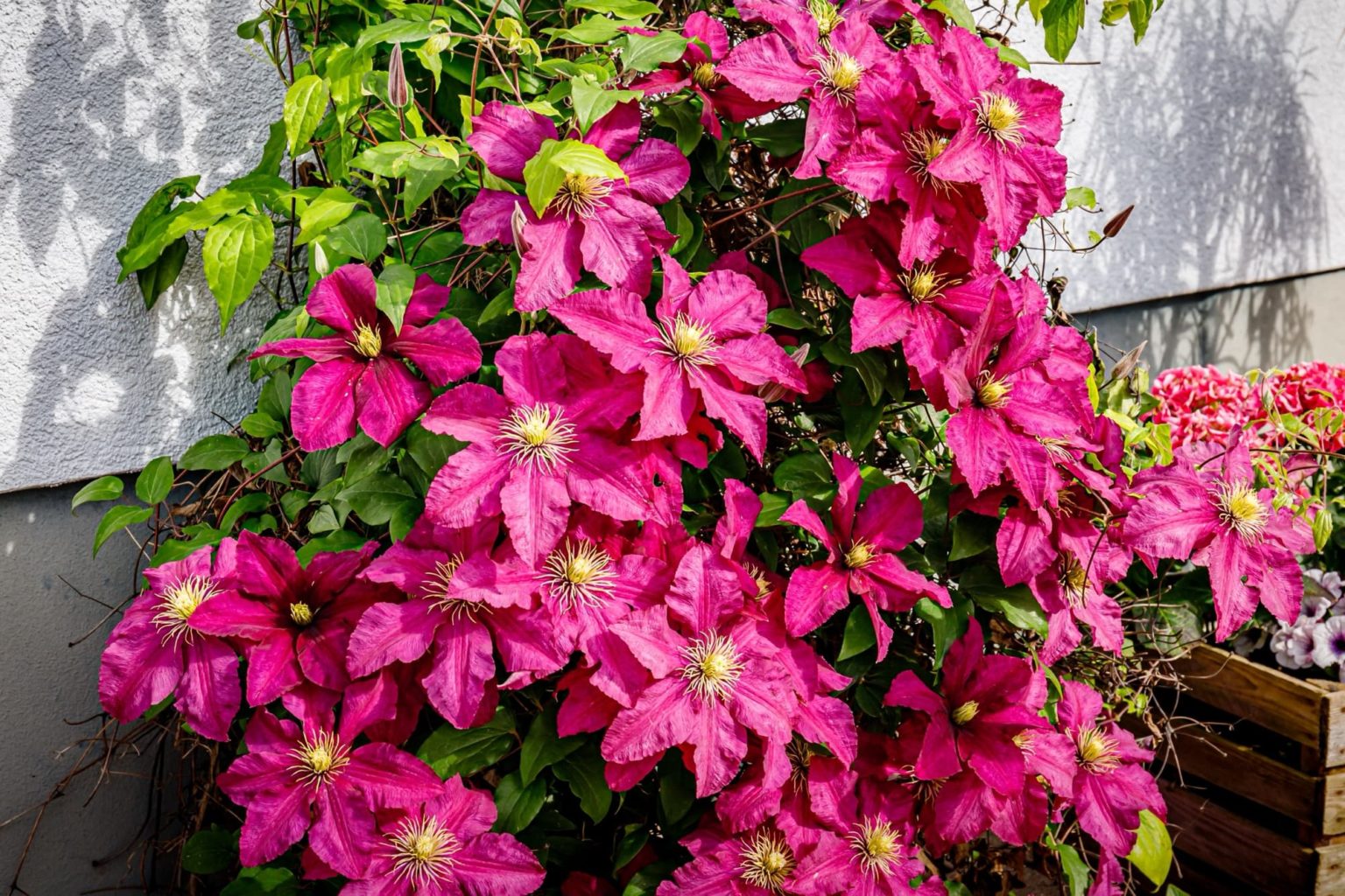 6 Issues That Often Arise When Growing Clematis, According To ...