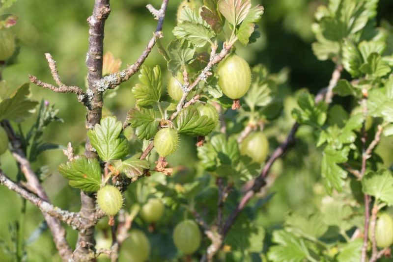 Here's An A-Z List Of Many Fruit Varieties - How Many Have You Tried ...