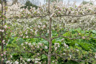 5 Apple Tree Training Methods | Horticulture Magazine