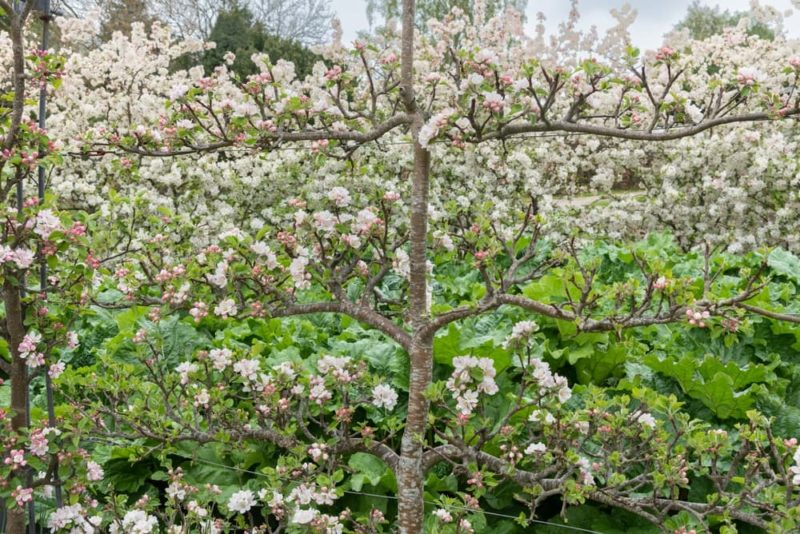 5 Apple Tree Training Methods With Advice From Sheffield Fruit Trees ...