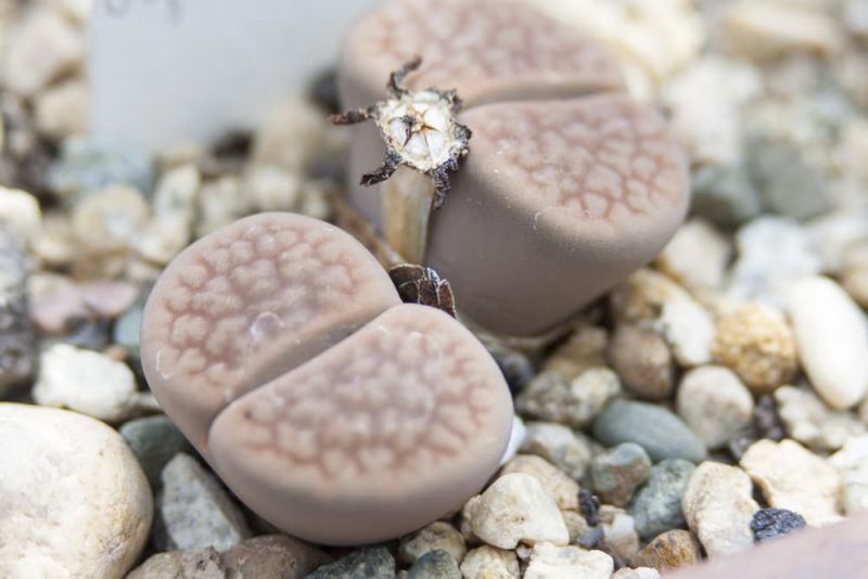 Growing Lithops: 'They Look So Much Like Rocks And Then Flower So ...