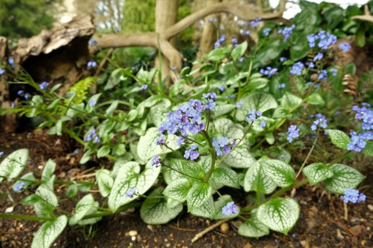 Growing Brunnera 'Siberian Bugloss' With Forest Gardener Pippa Chapman ...