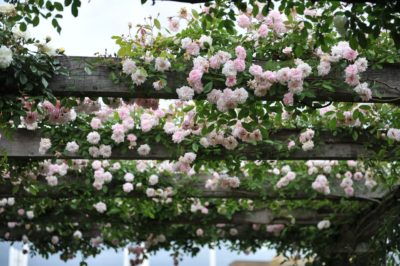 Training Climbing Roses: 'Try And Tie The Stems More Horizontally Than ...