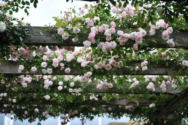 Training Climbing Roses: 'Try And Tie The Stems More Horizontally Than ...