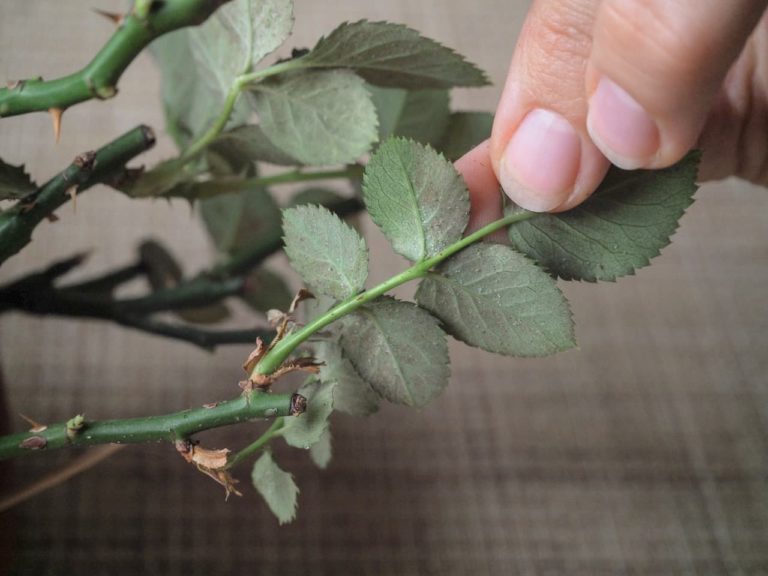 6 Reasons Your Rose Leaves Are Yellowing | Horticulture.co.uk
