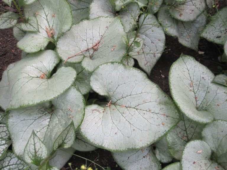 Growing Brunnera 'Siberian Bugloss' With Forest Gardener Pippa Chapman ...