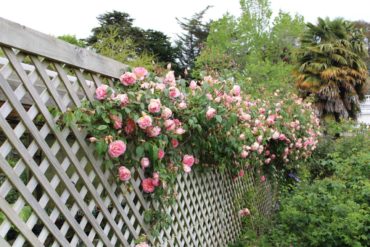 Training Climbing Roses: 'Try And Tie The Stems More Horizontally Than ...