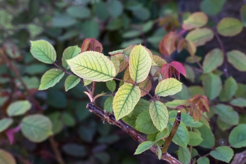 6 Reasons Your Rose Leaves Are Yellowing | Horticulture.co.uk