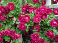 Training Climbing Roses: 'Try And Tie The Stems More Horizontally Than ...