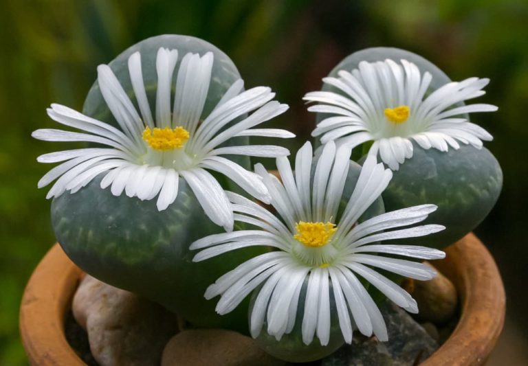 Growing Lithops: 'They Look So Much Like Rocks And Then Flower So ...