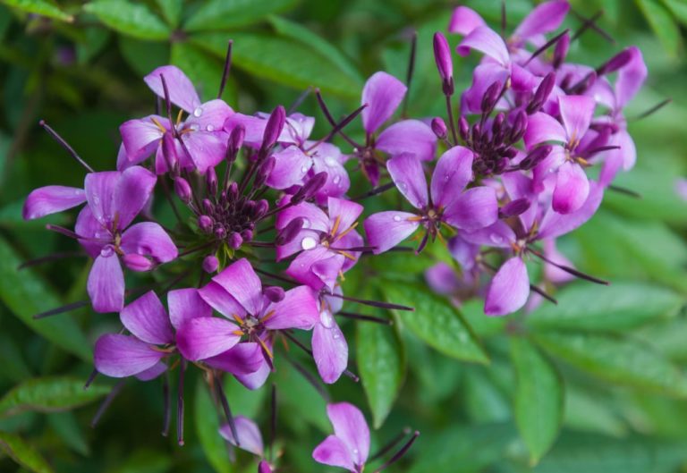 Cleome ‘Spider Flowers’: Try Growing These Plants In Ornamental Borders ...