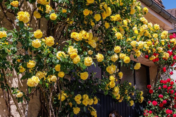 Training Climbing Roses: 'Try And Tie The Stems More Horizontally Than ...