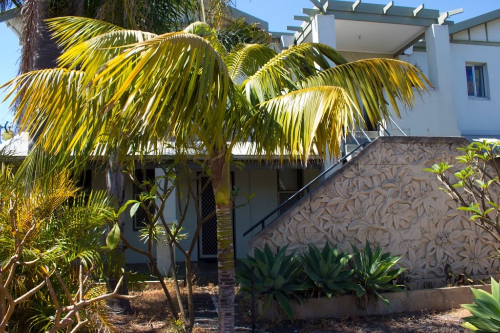 How To Grow Howea Forsteriana 'Kentia Palm' | Horticulture