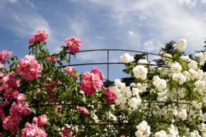 Training Climbing Roses: 'Try And Tie The Stems More Horizontally Than ...
