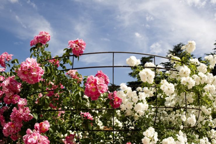 Training Climbing Roses: 'Try And Tie The Stems More Horizontally Than ...