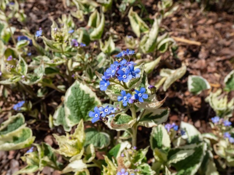 Growing Brunnera 'Siberian Bugloss' With Forest Gardener Pippa Chapman ...