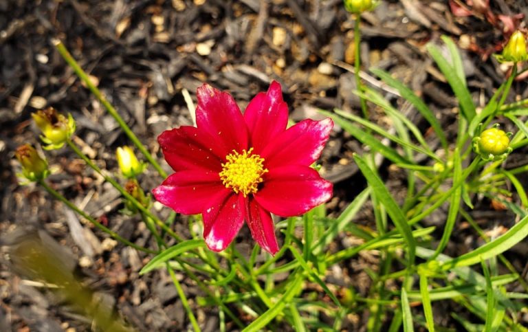 These Tickseed Varieties Are So Satisfying To Grow And Amazing For ...