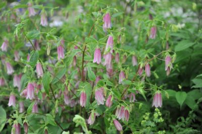30 Slug-Resistant Garden Plants | Horticulture Magazine