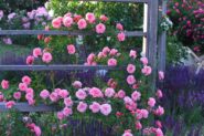 Training Climbing Roses: 'Try And Tie The Stems More Horizontally Than ...