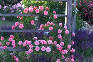 Training Climbing Roses: 'Try And Tie The Stems More Horizontally Than ...