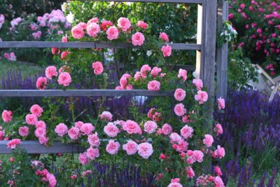 Training Climbing Roses: 'Try And Tie The Stems More Horizontally Than ...