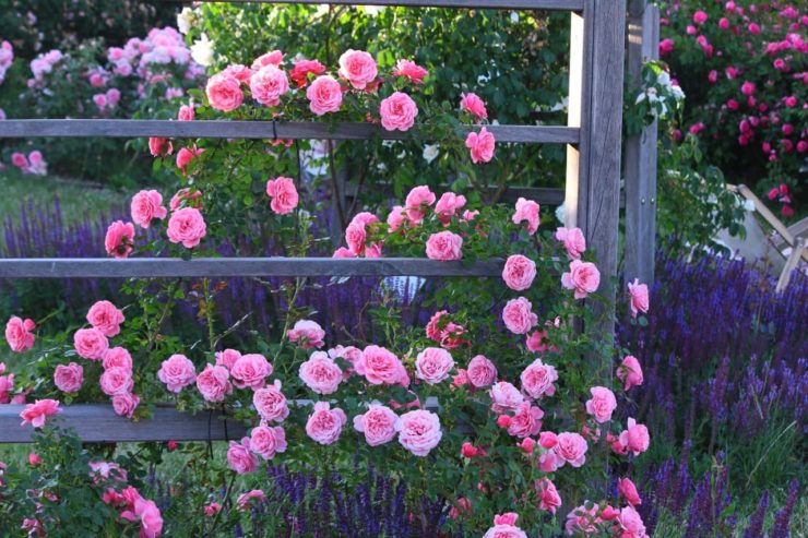 Training Climbing Roses: 'Try And Tie The Stems More Horizontally Than ...