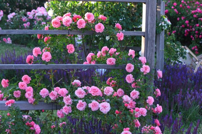 Training Climbing Roses: 'Try And Tie The Stems More Horizontally Than ...