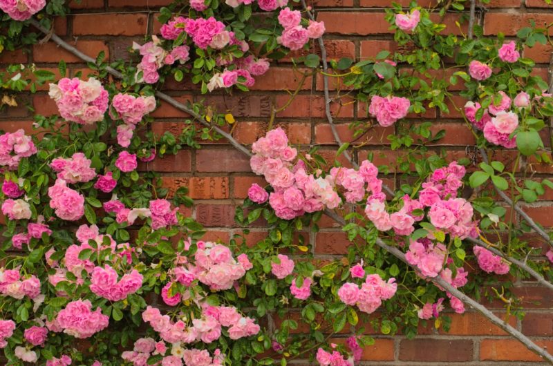 Training Climbing Roses: 'Try And Tie The Stems More Horizontally Than ...