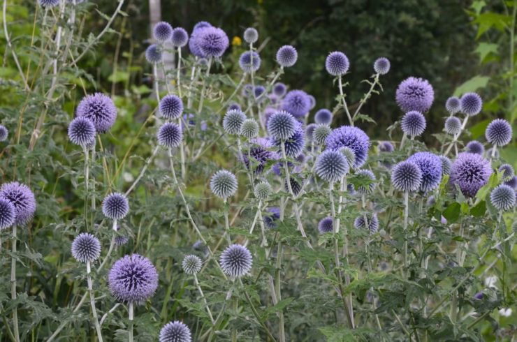 How To Grow & Care For Echinops (Globe Thistle) | Horticulture