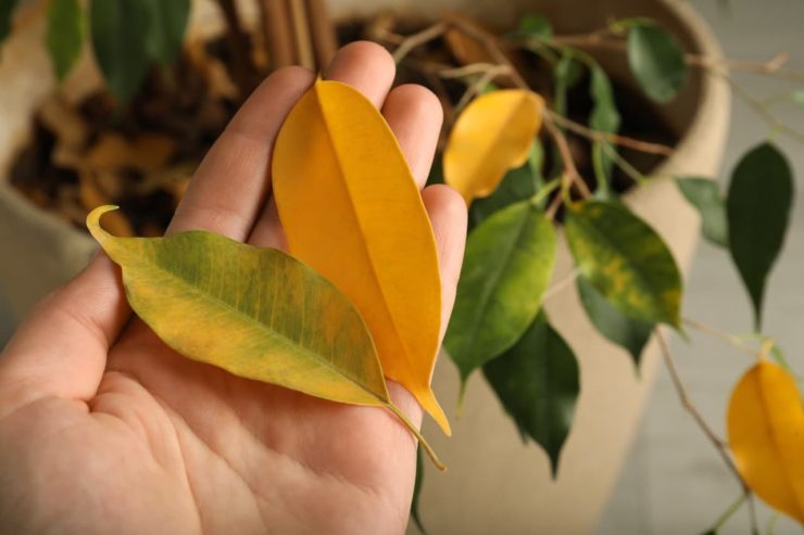 5 Reasons For A Drooping Or Yellowing Ficus Benjamina