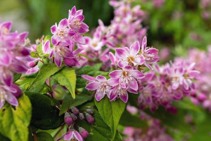 Deutzia Can Be Grown To Fill Beds, Create Borders Or Plant On Slopes ...