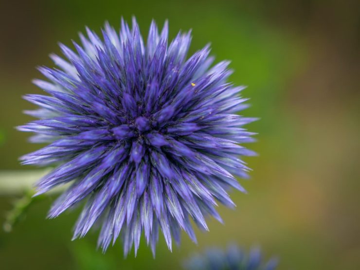 How To Grow & Care For Echinops (Globe Thistle) | Horticulture